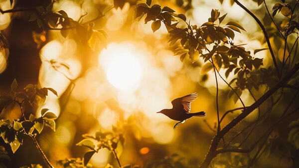 Light in Photography, The Importance, Comprehensive Guide